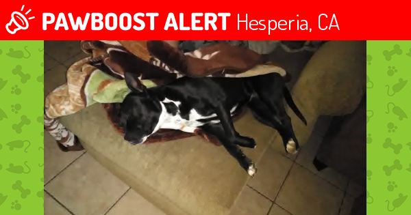Hesperia, CA Lost Female Dog, Athena Is Missing | PawBoost