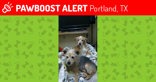 Portland, TX Lost Male Dog, Hoodieboy Is Missing | PawBoost