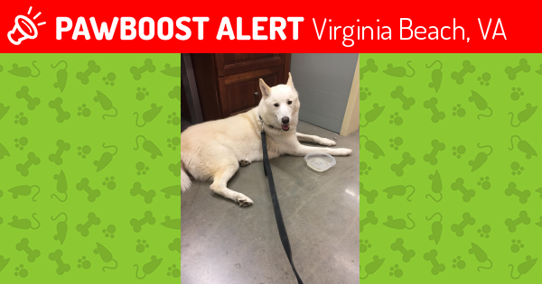 Virginia Beach, VA Stray Male Dog Found Near Near Strawbridge Rd ...