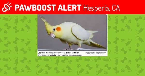 Lost Male Bird in Hesperia, CA 92345 Named Capricho (ID: 4624764 ...