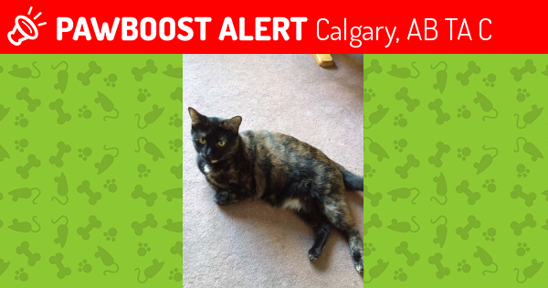 Calgary, AB Lost Female Cat, Cheech Is Missing | PawBoost