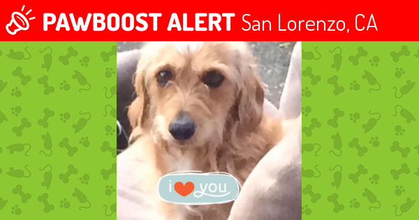 San Lorenzo, CA Lost Female Dog, Pugsley Is Missing | PawBoost