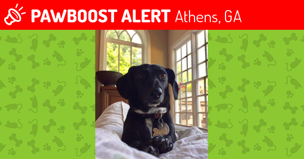Athens, GA Lost Female Dog, Patricia Is Missing | PawBoost