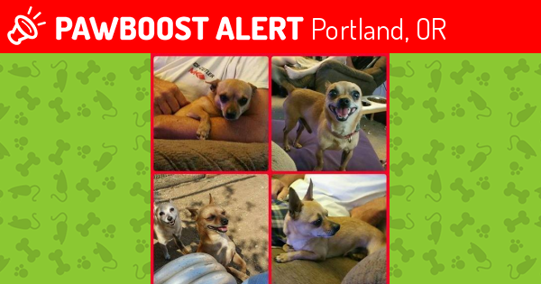 Lost Male Dog in Portland, OR 97213 Named Theo (ID: 4566637) | PawBoost