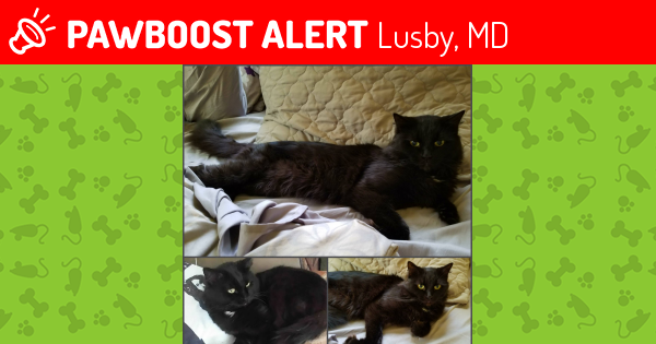 Lusby, MD Lost Female Cat, Remy Is Missing | PawBoost