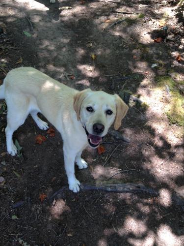 Lost Dog in Dawsonville, GA 30534