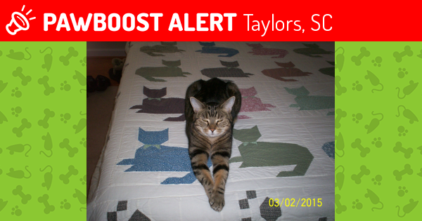 Taylors, SC Lost Female Cat, Pepper Is Missing | PawBoost