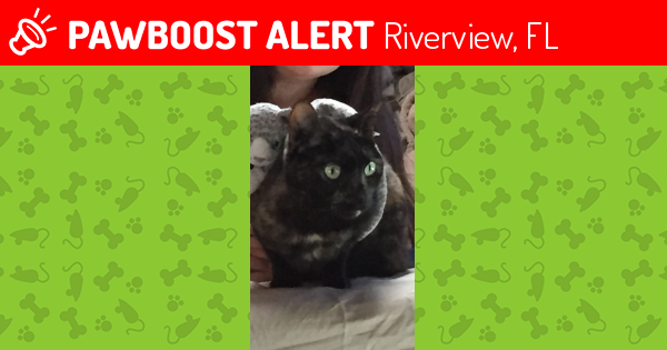 Riverview, FL Lost Female Cat, Lizzy Is Missing | PawBoost