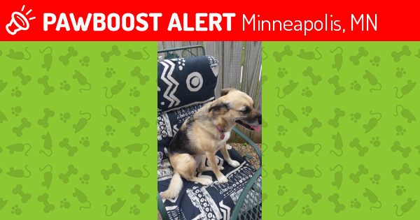 Minneapolis, MN Lost Female Dog, Jetty Is Missing | PawBoost