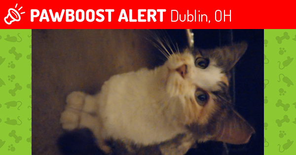 Dublin, OH Lost Female Cat, Luna Is Missing | PawBoost