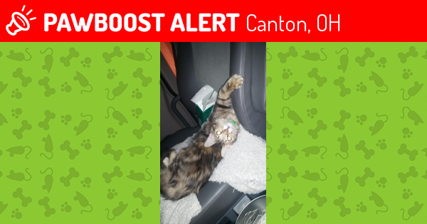 Canton, OH Lost Female Cat, Kittykitty Is Missing | PawBoost