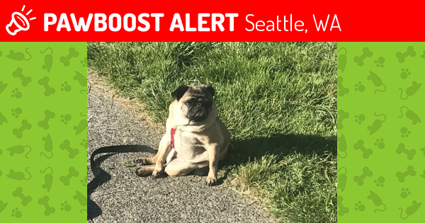 Seattle, WA Lost Female Dog, Lucy Pug Is Missing | PawBoost