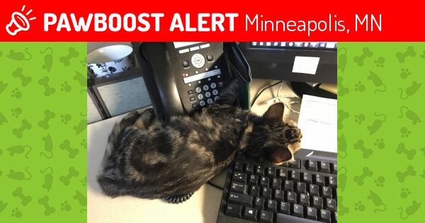 Minneapolis, MN Lost Male Cat, Minos (cat) Is Missing | PawBoost