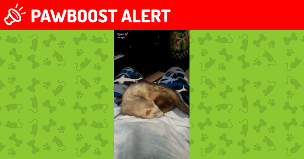 Lost Male Ferret in Brownstown Charter Township, MI 48134 Named Rigby ...