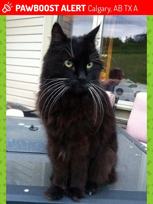 Calgary, AB Lost Male Cat, Hipp Is Missing | PawBoost