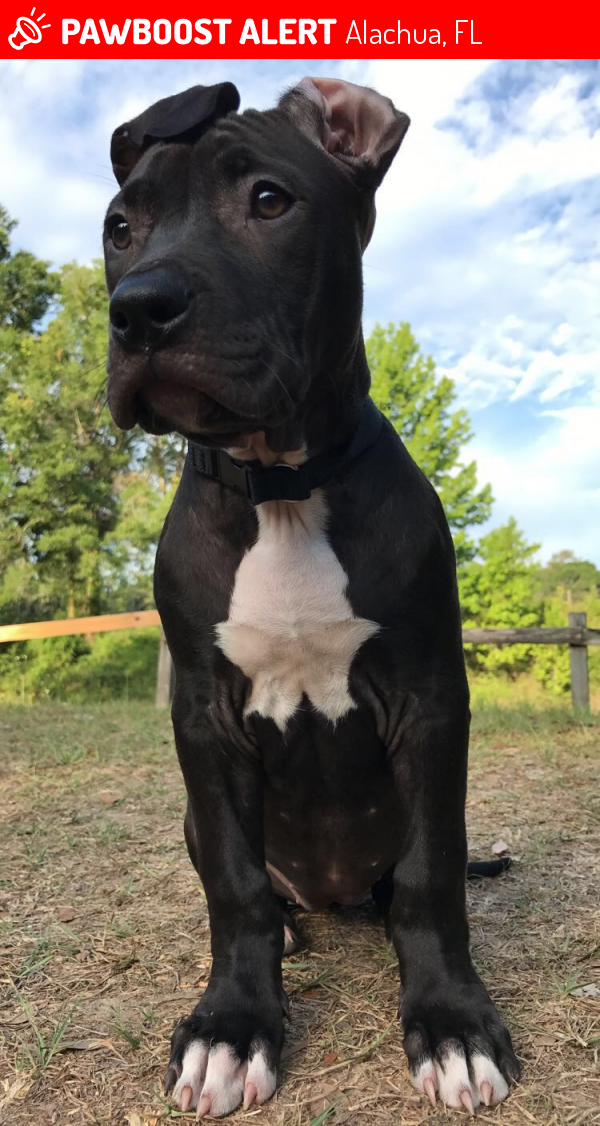 Alachua, FL Lost Female Dog, Misha Is Missing | PawBoost