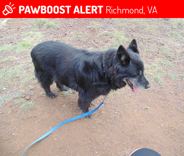 Lost Dogs Near Me