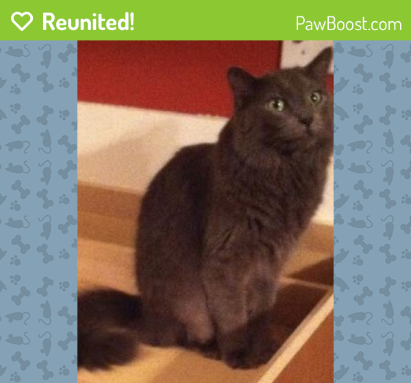 Reunited Male Cat in Elgin, IL 60120 (ID: 64651423) | PawBoost