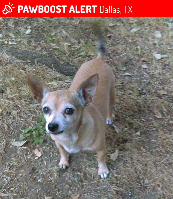 Rescue Dogs In Dallas Texas at Aurora Mcdonald blog