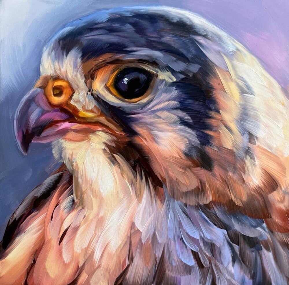 "Mini Falcon Study" by Holly Storlie
