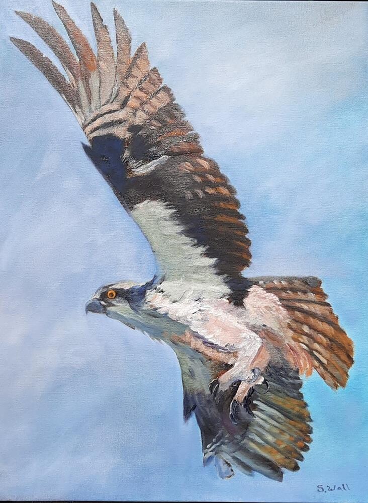 "Osprey!" by Susan Wall