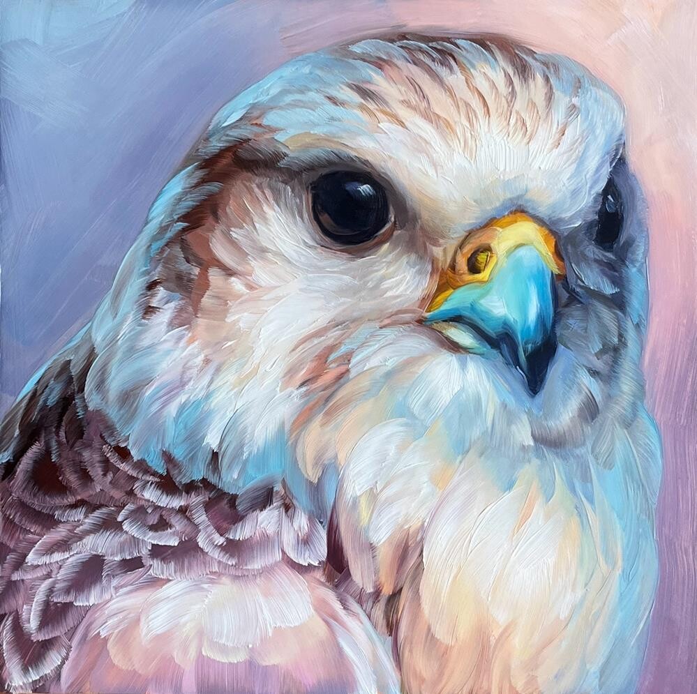 "Falcon Study" by Holly Storlie