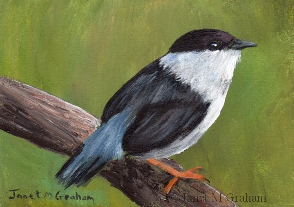 "White Bearded Manakin ACEO" by Janet Graham