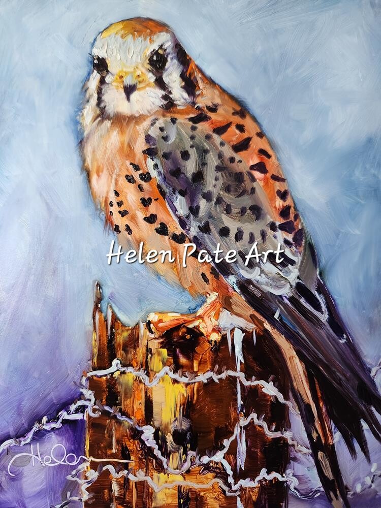 "American Kestrel " by Helen Pate