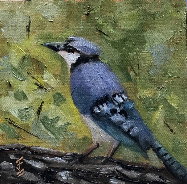 "Blue Jay" by Jane Frederick