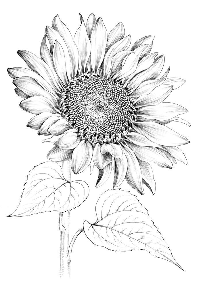 Sunflower Drawing By Mariia Snarska Sunflower Drawing By Mariia Snarska