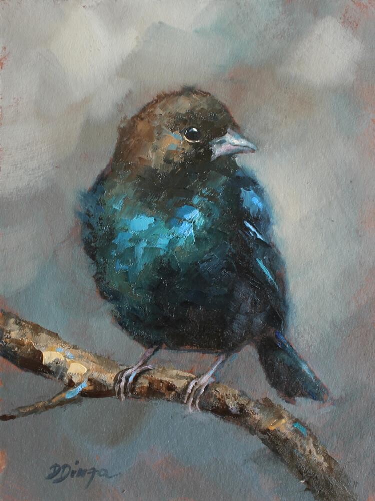 "Brown-headed Cowbird" by Daiga Dimza