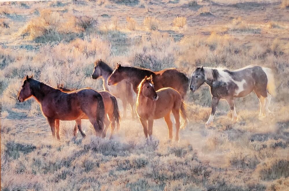 "THE DUSTY BUNCH - SAND WASH BASIN -..." by Lee Mitchelson