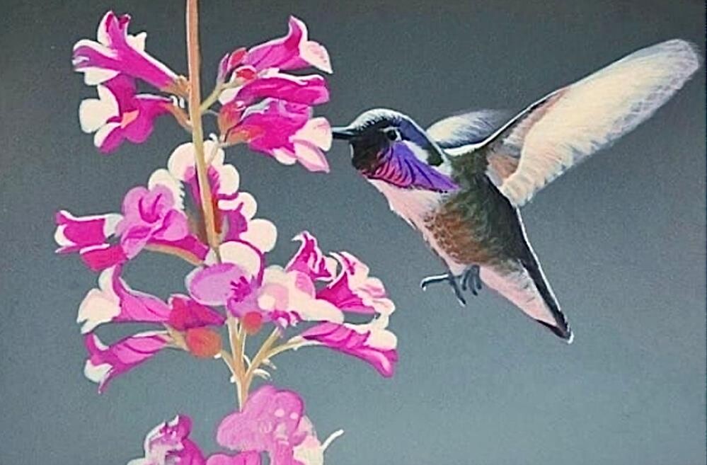 "Feeding Costa’s" by Peter Mathios