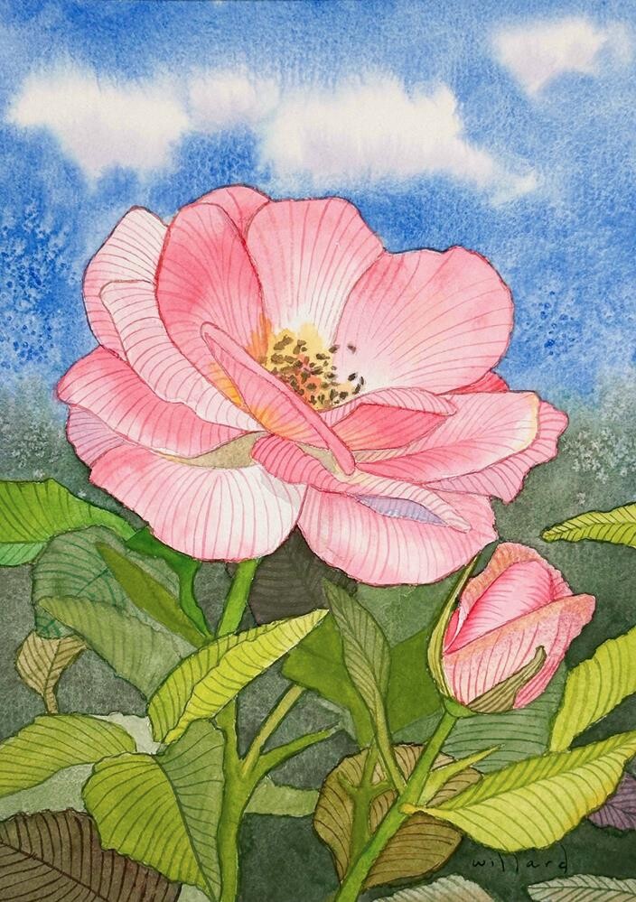 "Elegant Rose" by Sandra Willard