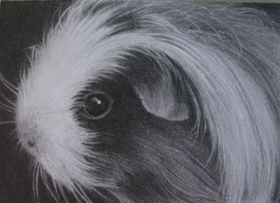 "Baby Guinea Pig" by Sherry Bevins