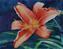 "Pink Plumeria" by Mary Anderson