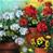 "Slice of Color Geranium Blossoms" by Nancy Medina