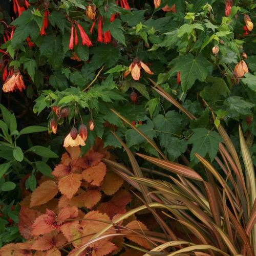 Autumnal colors in August - Fine Gardening