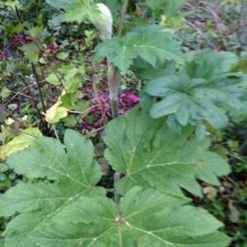 My Bad Romance With A Bad, Bad Plant - Fine Gardening