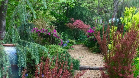 The Four-Lined Plant Bug - FineGardening