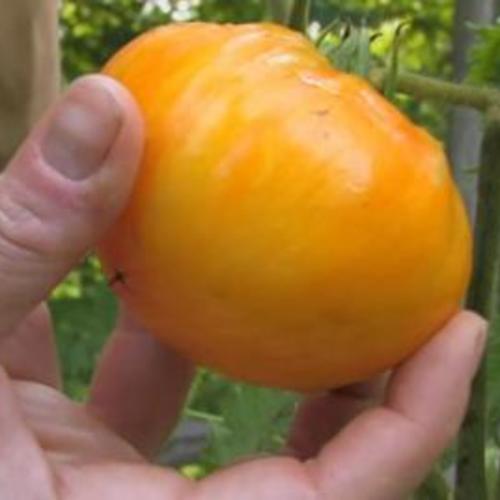 All About Growing Tomatoes - FineGardening