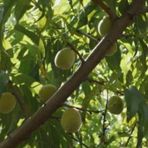 How to Thin Peaches - Fine Gardening