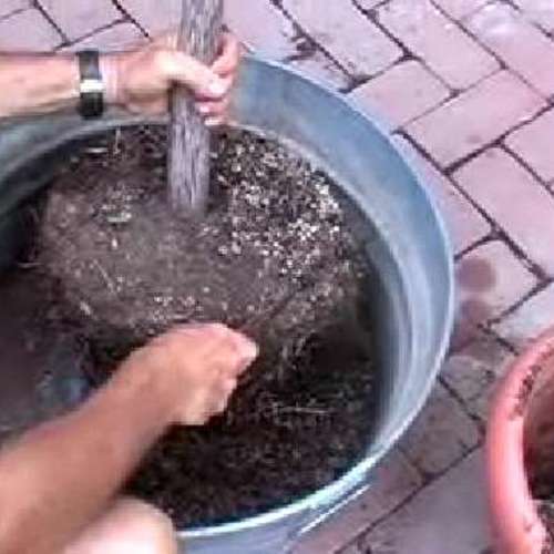 Root Pruning Container Plants - FineGardening