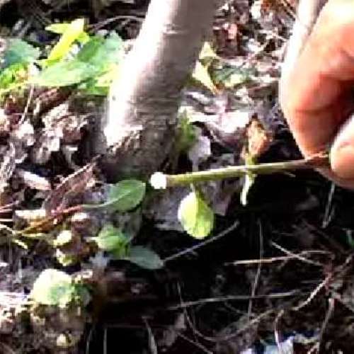 Removing Root Suckers - Fine Gardening