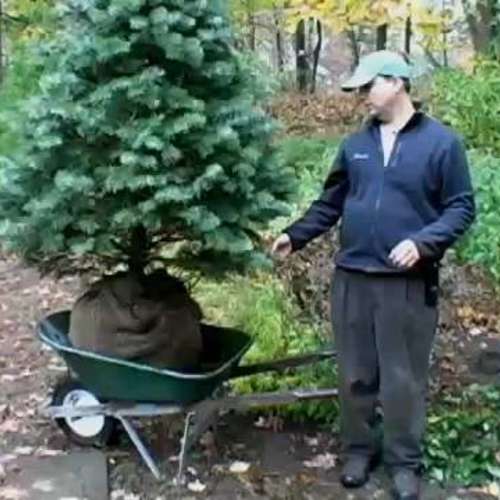 How to Plant a Balled-and-Burlapped Tree - Fine Gardening