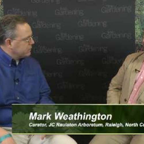 Plant Talk with Mark Weathington - Fine Gardening