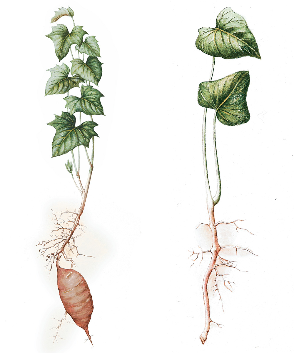 How to Grow Sweet Potatoes - Fine Gardening