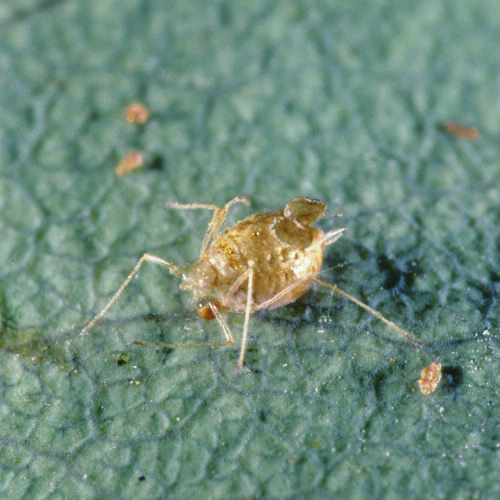 How to Keep Aphids Under Control - Fine Gardening