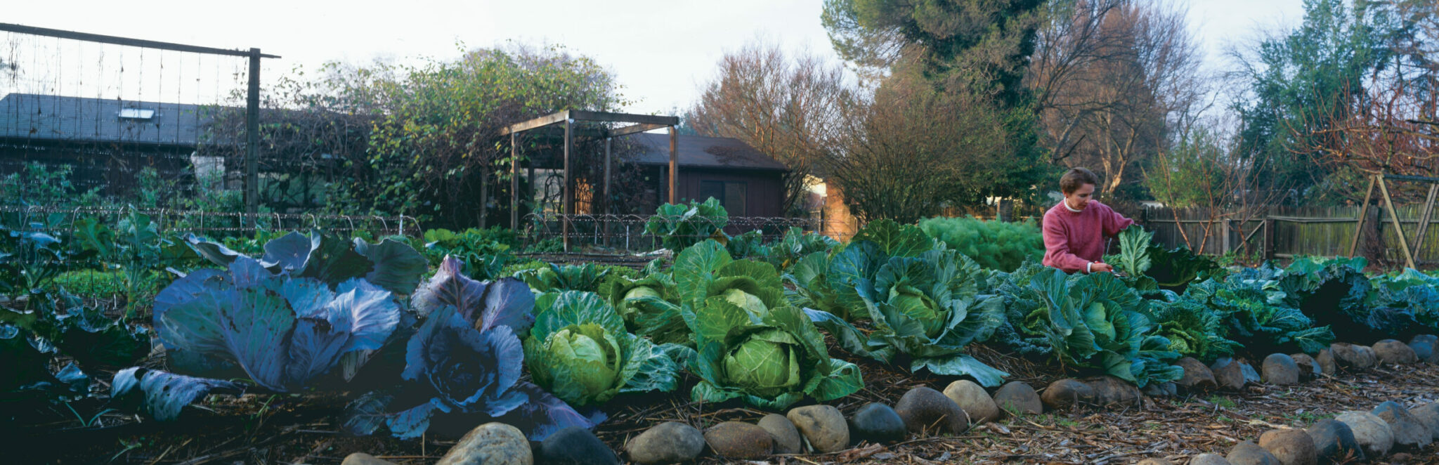 How to Grow Cabbages - Fine Gardening