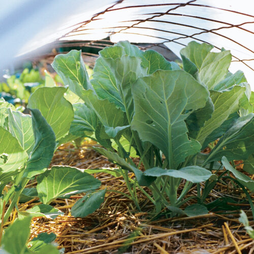 How to Grow Cabbages - FineGardening